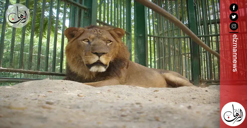 إعدام 13 أسد بحديقة حيوانات الجيزة والزراعة توضح الأسباب | أخبار | الزمان